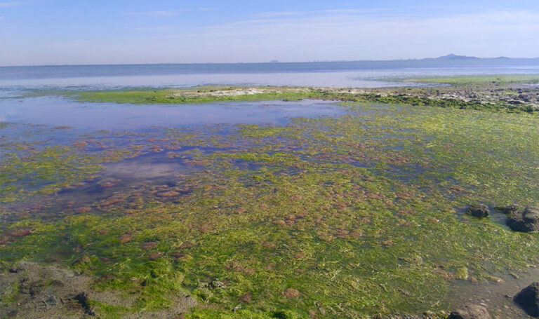 Catástrofe Ambiental en el Mar Menor | La Cultura del Agua